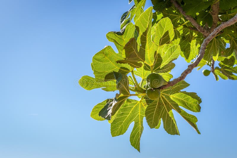 Figs on the tree stock image. Image of nature, agriculture - 99161613