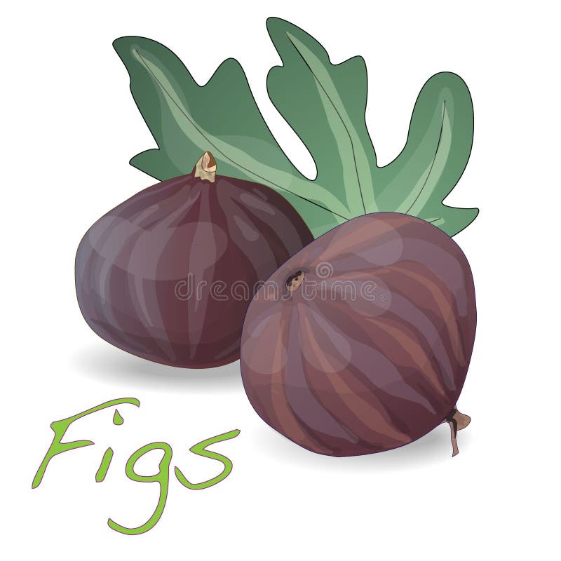 Fresh figs . Vector. stock vector. Illustration of vegetarian - 66958463