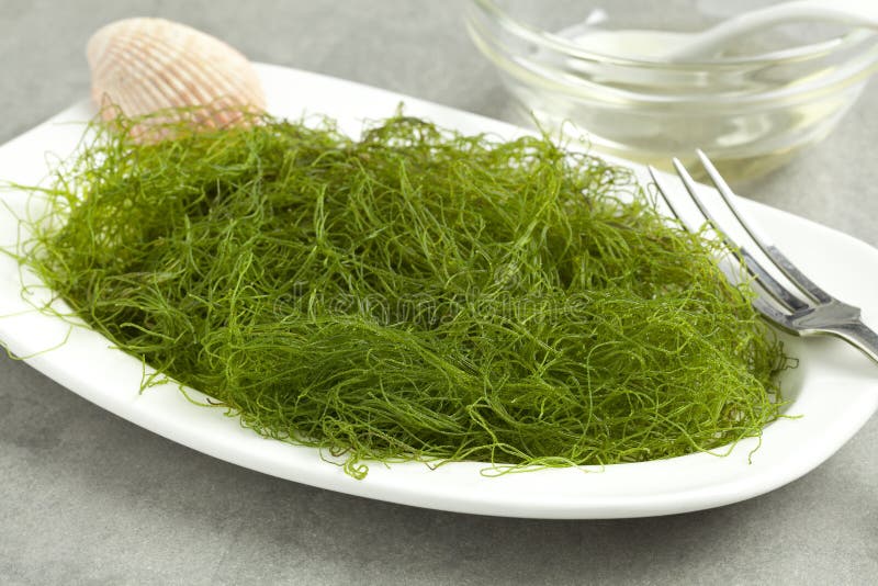 Fresh Filamentous Green Algae Stock Image - Image of filamentous ...