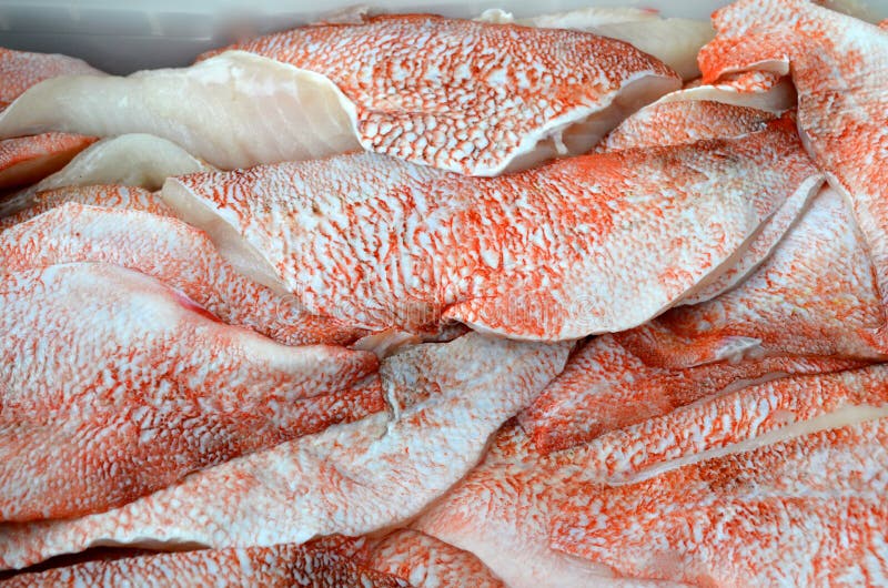 Ocean Perch stock photo. Image of seafood, filet, fish - 29834306