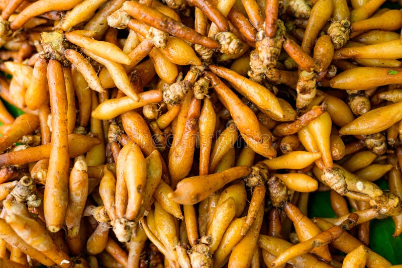 Fresh fingerroot on stall stock photo. Image of medical - 290574390