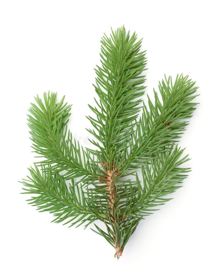 Fresh Fir Branch Isolated on White Stock Image - Image of natural ...