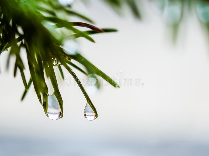 Fresh Fir Needle with Dew Drops Close Up Stock Photo - Image of formal ...