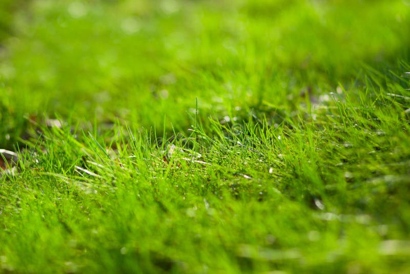 Fresh First Spring Grass in Forest Park Stock Image - Image of cute ...