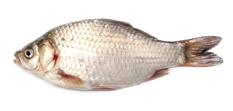 Fresh fish stock photo. Image of recipe, tilapia, fresh - 10313308
