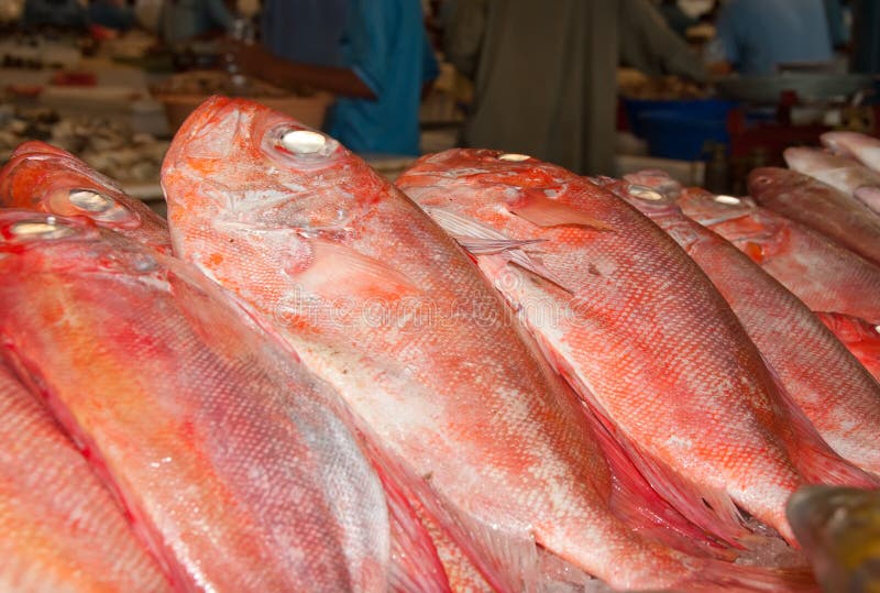 Fresh Fish stock image. Image of fresh, dubai, middle - 10315229