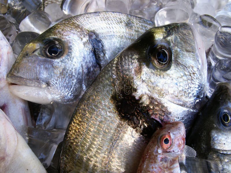 Fresh fish stock photo. Image of fishing, offer, fish - 11461258