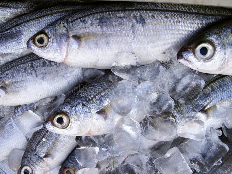 Fresh fish stock photo. Image of fishing, offer, fish - 11461258