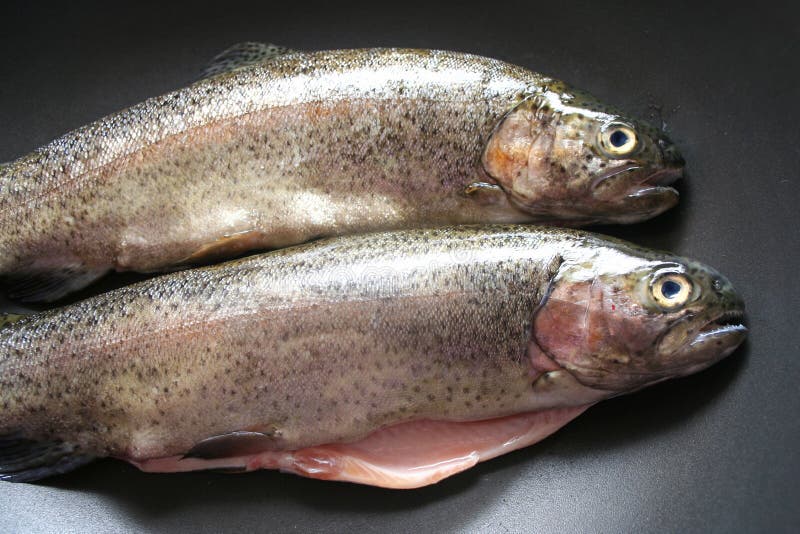 Fresh fish stock photo. Image of lunch, food, fresh, fish - 11488238