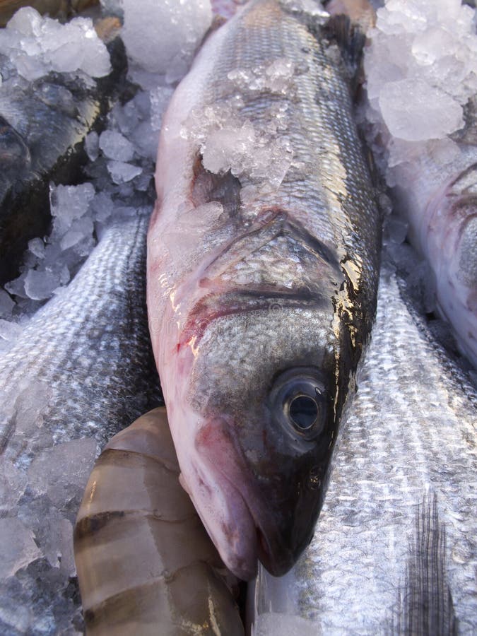 Fresh fish stock photo. Image of fishing, offer, fish - 11461258