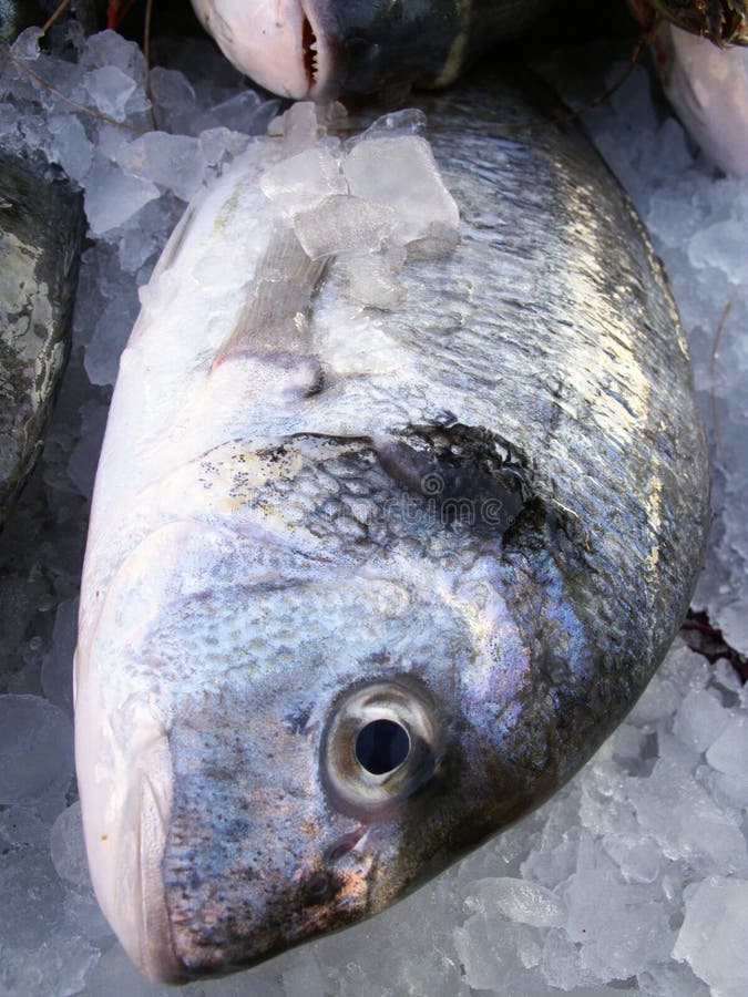 Fresh fish stock photo. Image of fishing, offer, fish - 11461258