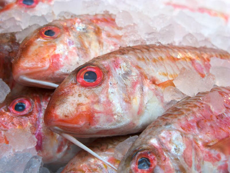 Fresh fish stock photo. Image of display, marine, food - 11888820