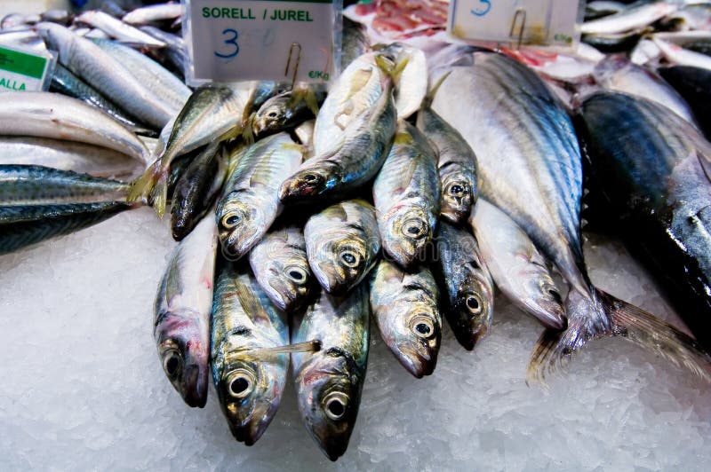 Alaskan fish stock image. Image of quay, caught, halibut - 11489633