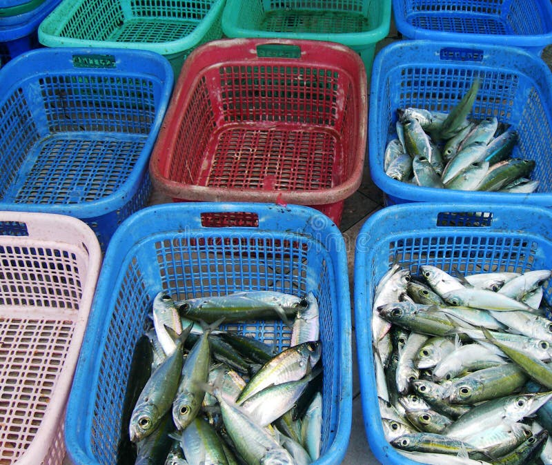 Fresh Fish stock image. Image of fresh, asia, tourism - 12390505