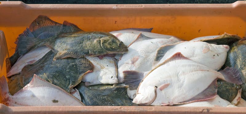 Fresh fish stock image. Image of fresh, plaice, fishing - 12820673