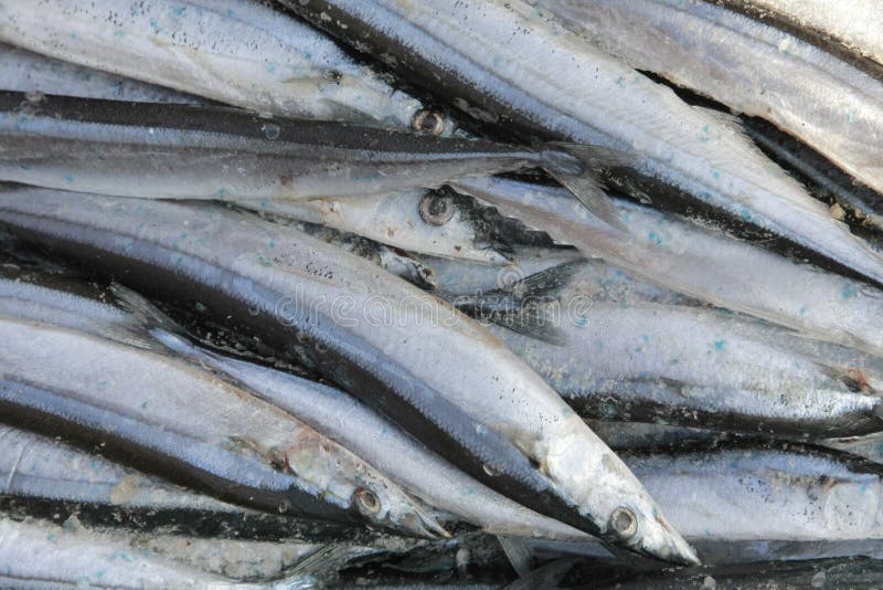 Fresh Fish stock photo. Image of catch, food, snapper - 13069912