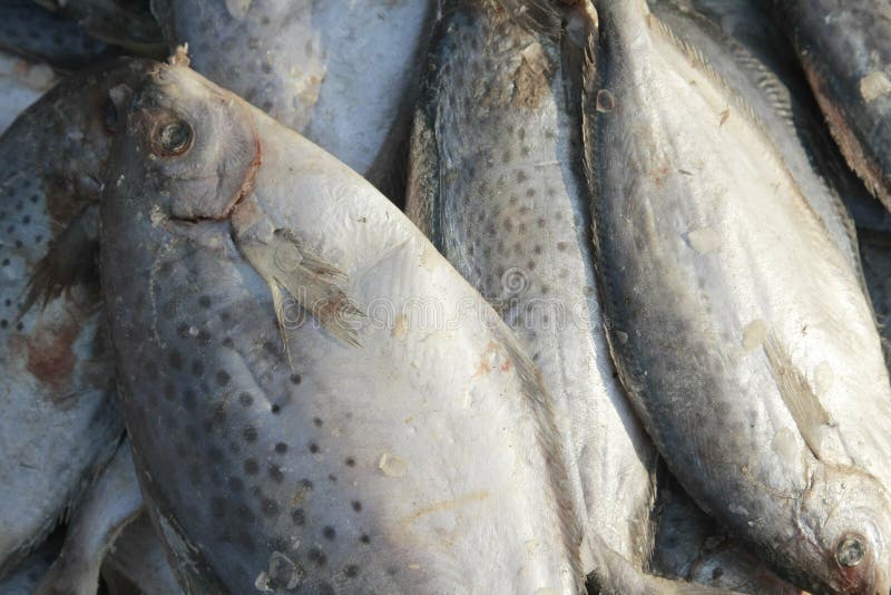 Fresh Fish stock photo. Image of fresh, bream, fishing - 13069958