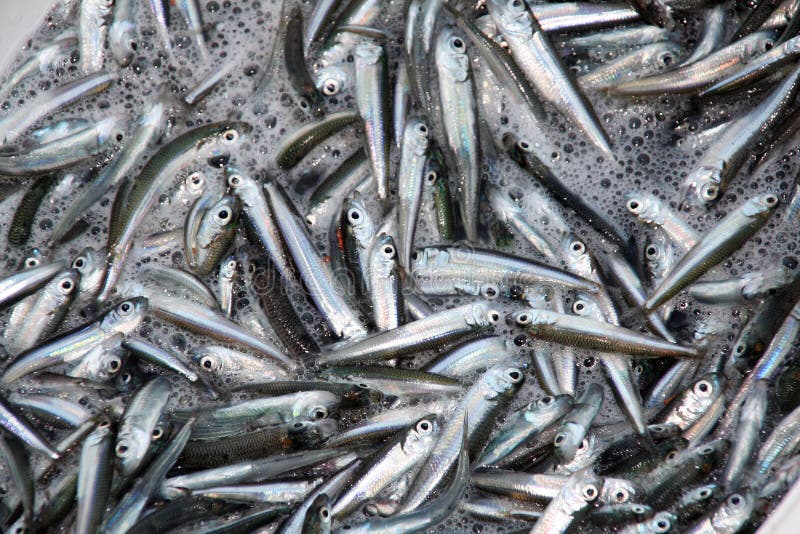 Fresh Fish stock photo. Image of nutrition, plenty, anchovy - 1460080