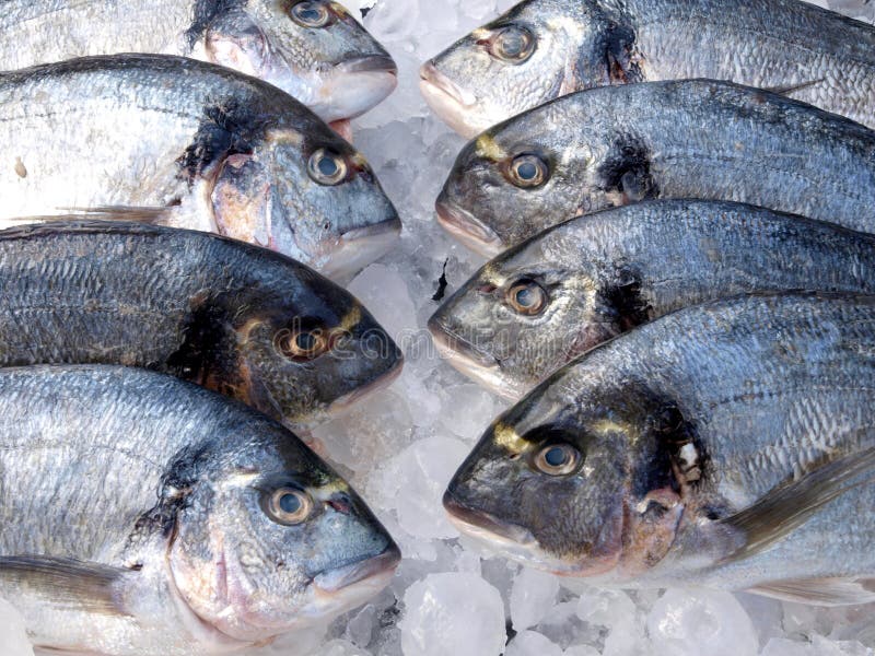 Fresh fish stock image. Image of delicious, healthy, fish - 15734023