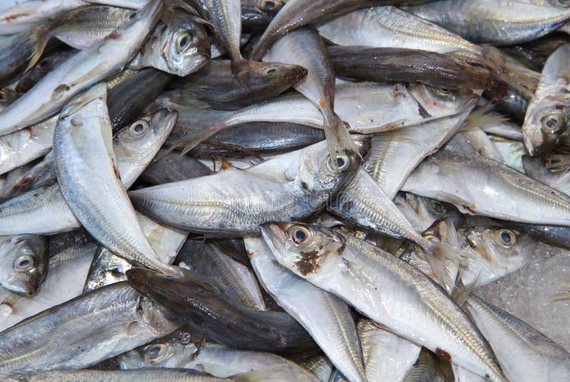 Fresh fish stock photo. Image of cooking, foodstuffs - 15810892