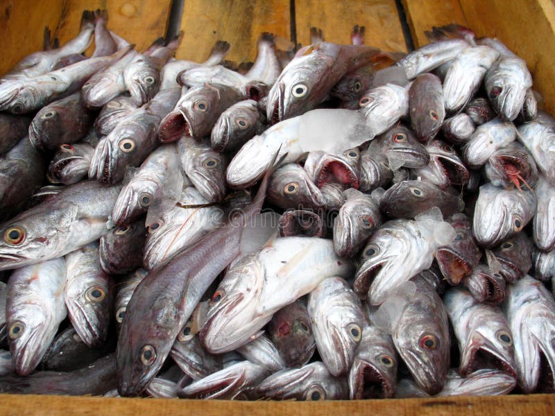 Fresh fish stock image. Image of fishy, dozens, pile, nutrient - 1615859
