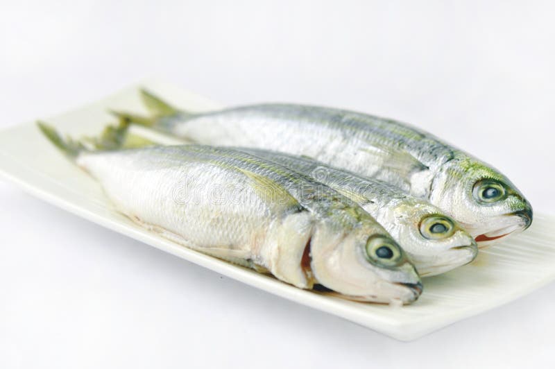 Fresh fish stock image. Image of meat, eating, nutrition - 18176609