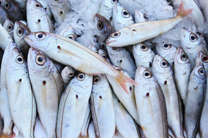 Fresh fish stock image. Image of food, multiple, lots - 18191599