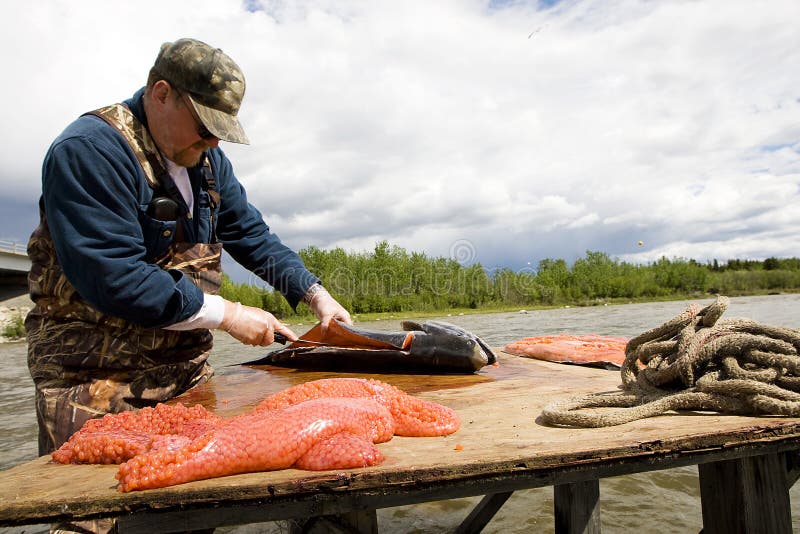 Fresh Fish stock image. Image of cutting, sport, fresh - 18897865