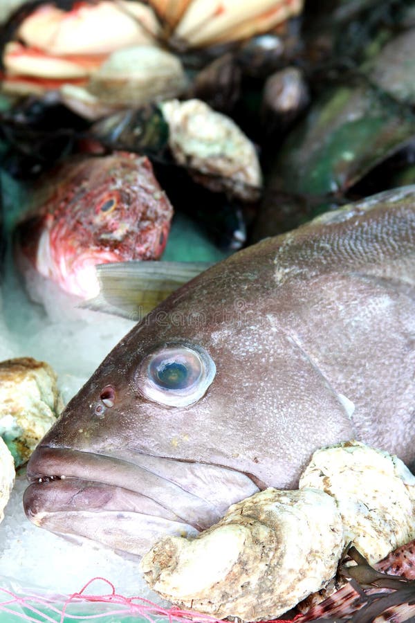 Fresh fish stock image. Image of water, harvest, weed - 19822591