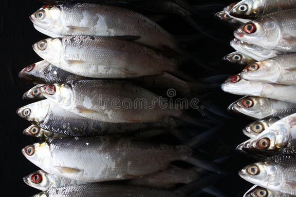 Fresh fish stock image. Image of fresh, scales, catch - 20235207