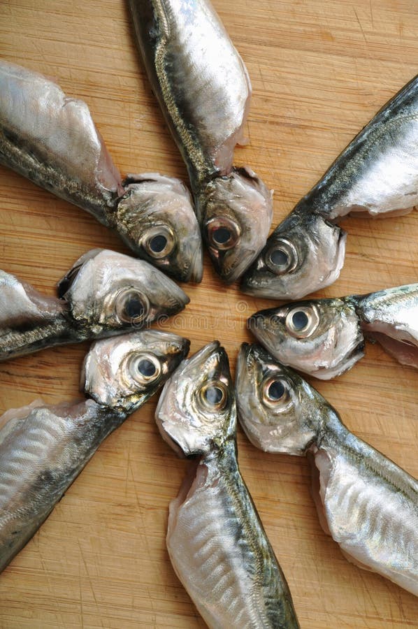 Fresh fish stock photo. Image of animal, dead, food, catch - 21572062