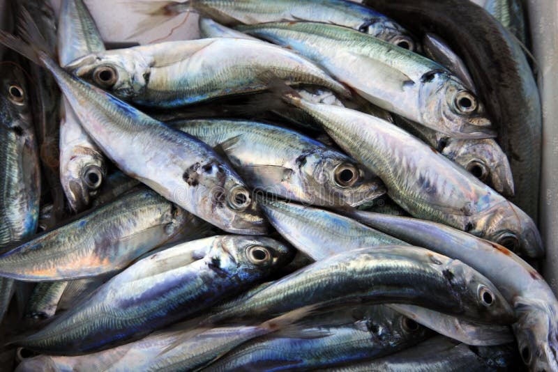 Fresh fish stock photo. Image of food, fish, sole, isolated - 22096990