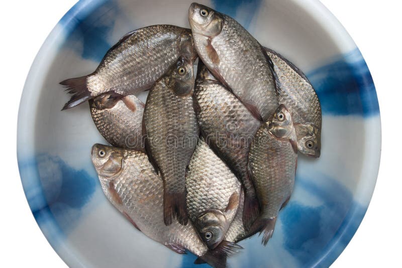 Fresh fish stock photo. Image of appetizing, tasty, fresh - 22124116