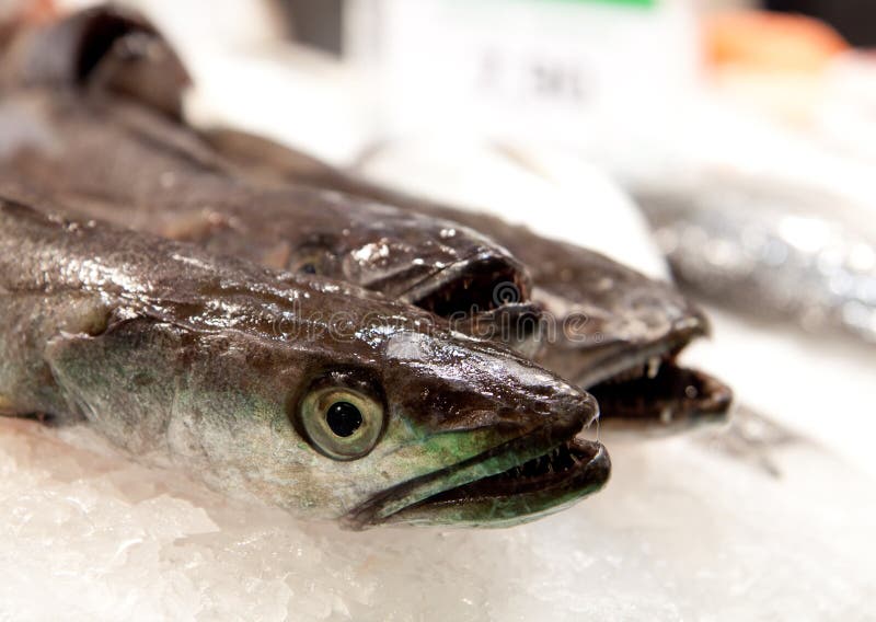 Fresh fish stock image. Image of fish, ocean, seafood - 22298711