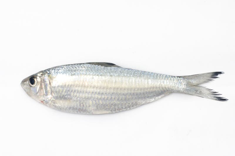 Fresh fish stock image. Image of freshness, nature, grocer - 22309095