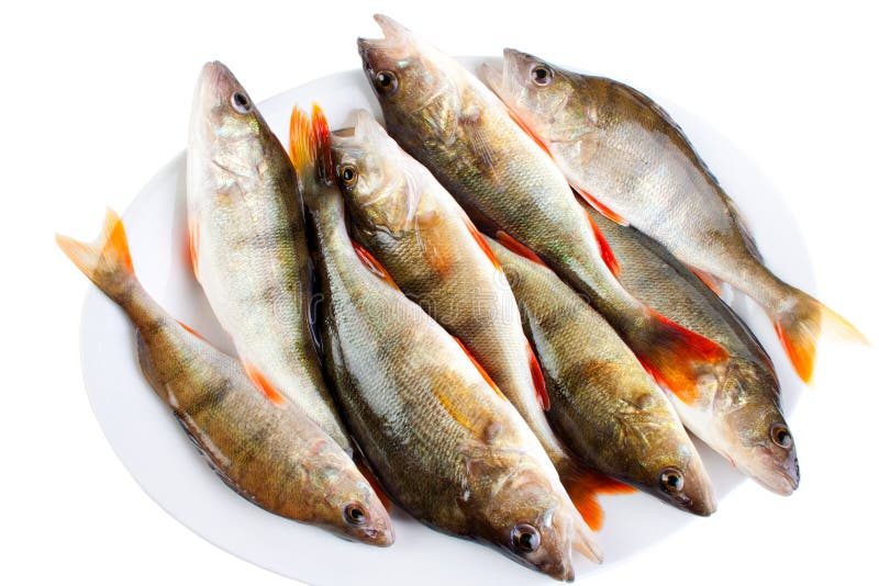 Fresh fish stock image. Image of catch, fishing, fresh - 22709607