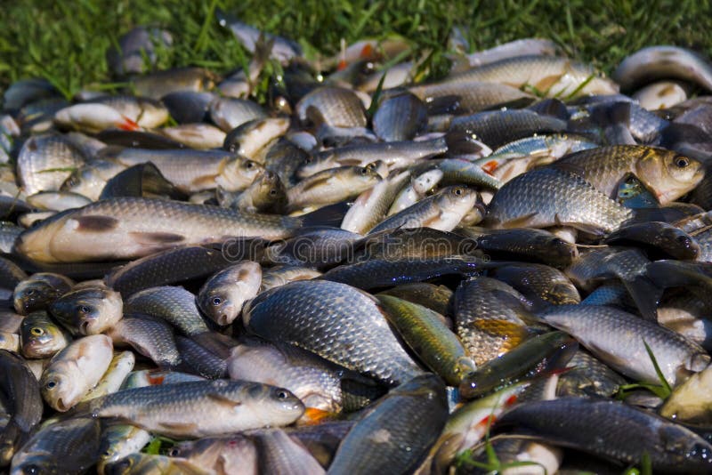 Fresh Fish stock image. Image of fresh, scales, fish, caught - 2293535