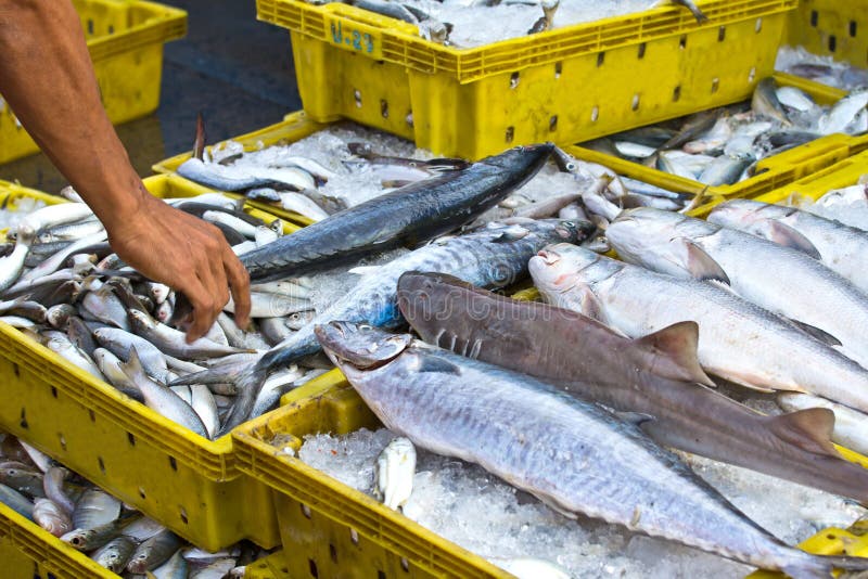 Fresh fish stock photo. Image of shark, dock, hand, mackerel - 23239988
