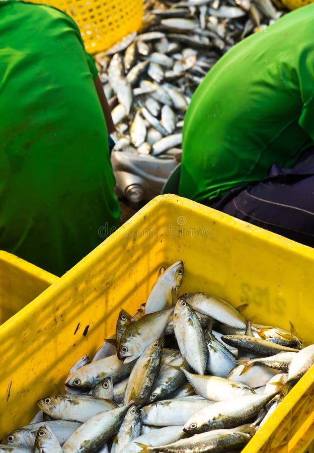 Fresh fish stock image. Image of choose, sort, marine - 23240195