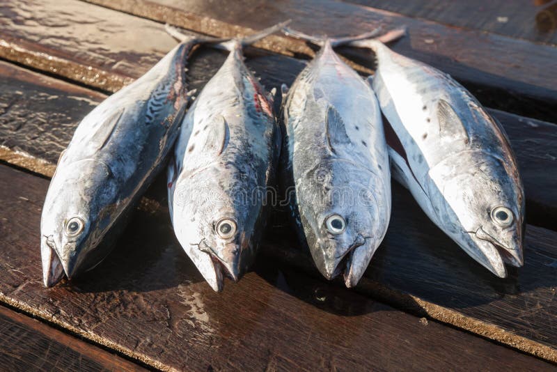 Fresh Fish stock image. Image of bonito, water, fresh - 23245595