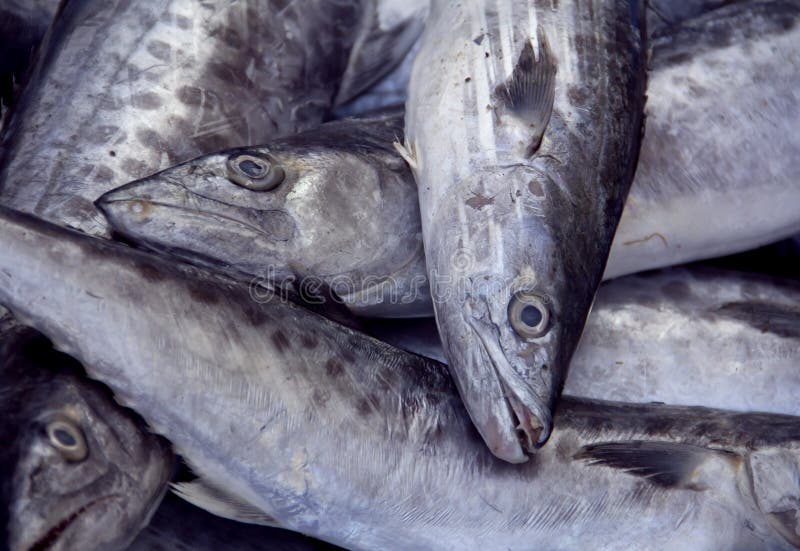 Fresh fish stock photo. Image of fresh, food, india, lunch - 23352560