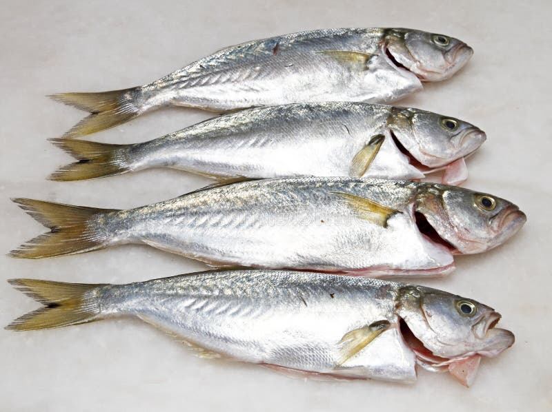 Close-up of Fresh Raw Fish stock photo. Image of healthy - 21090284