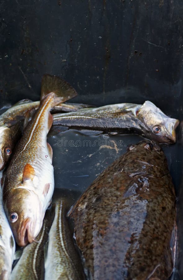 Fresh Fish stock image. Image of open, public, fins, mouth - 9064143