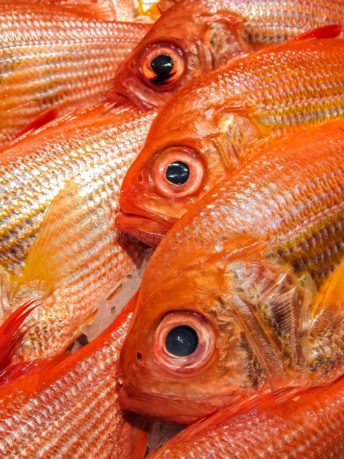 Fresh fish stock photo. Image of showcase, cook, sell - 24544064