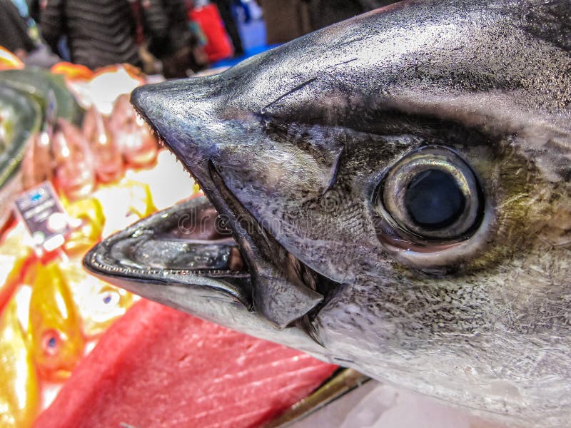 Fresh fish stock photo. Image of exhibition, vertebrate - 24544122