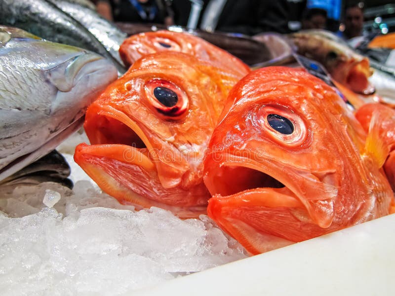 Fresh fish stock image. Image of eyes, cook, food, animal - 24544215