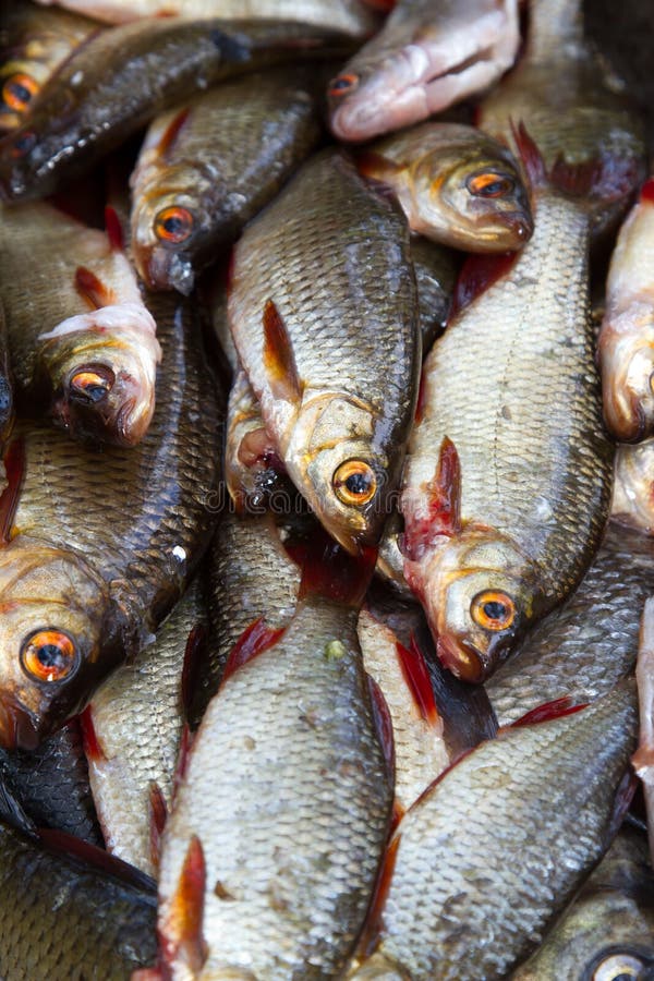 Fresh fish stock image. Image of fishing, nature, life - 24852311