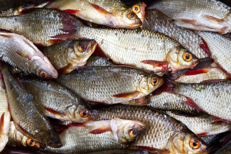Fresh fish stock image. Image of organic, gastronomy - 24852349