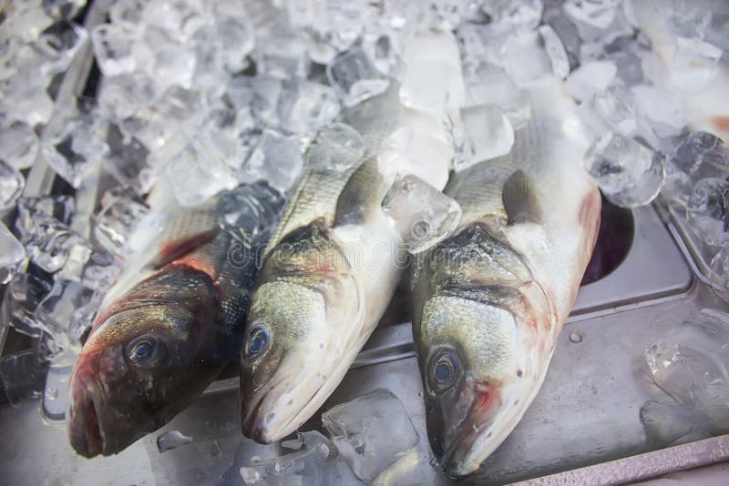 Fresh fish stock image. Image of drink, healthy, food - 26110417