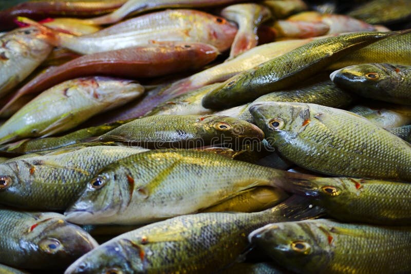 Fresh Fish stock image. Image of scale, seafood, marine - 2622657